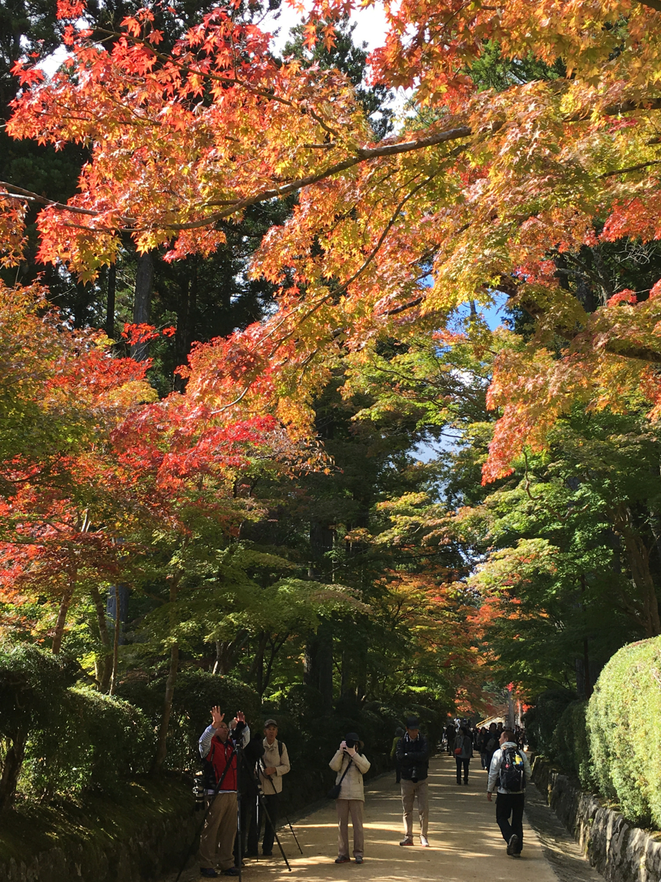 Murder is Everywhere: Momijigari - Leaf Peeping in Japan