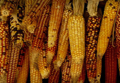 isiNdebele for beginners. Northern Ndebele language in Africa