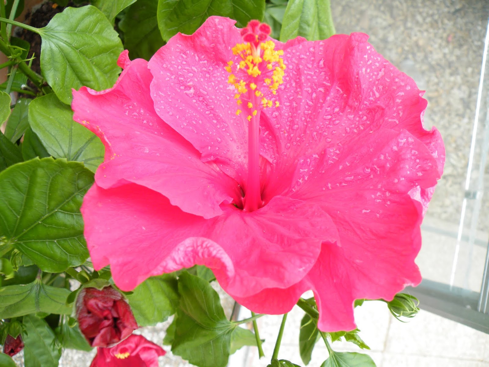 du-four-au-jardin-et-mes-dix-doigts: septembre 2018