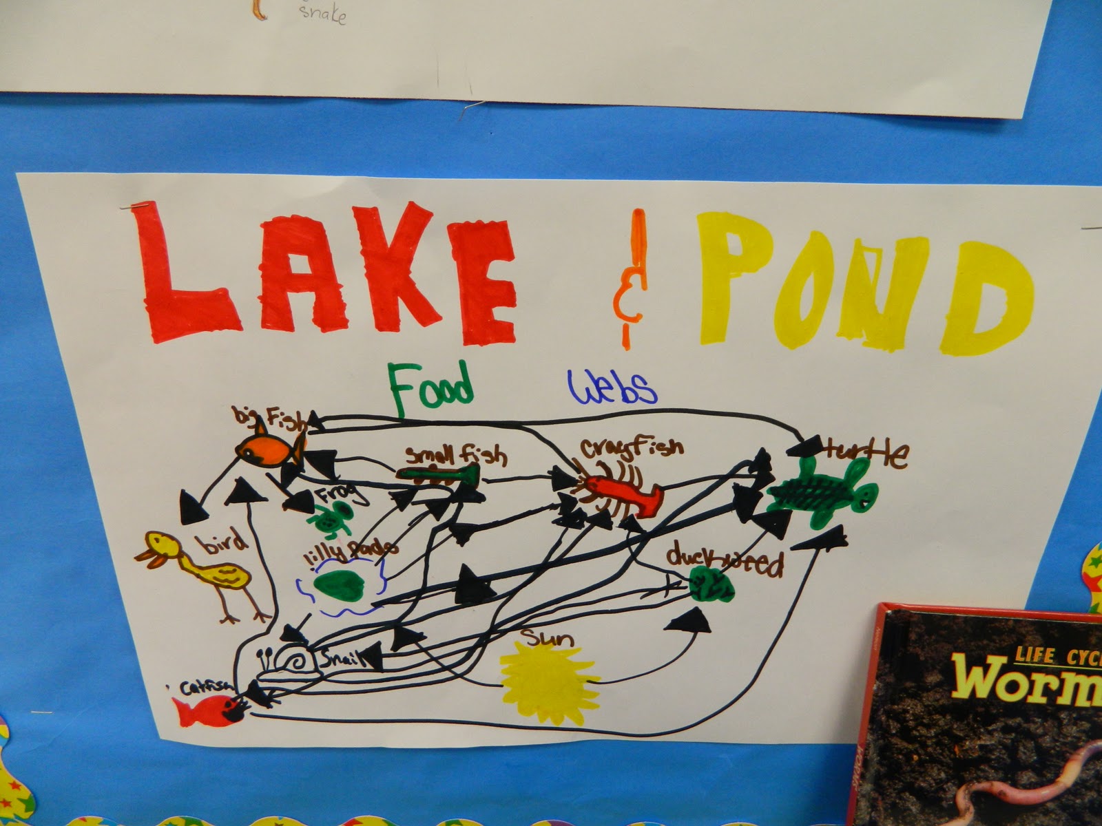 Science Gal: Food Webs Posters