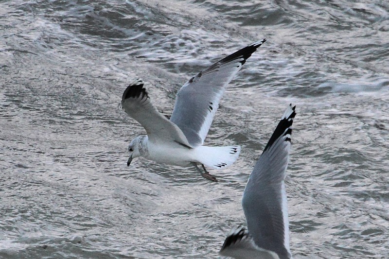 Shetland Misfit: Second winter Common Gull with partial tail band