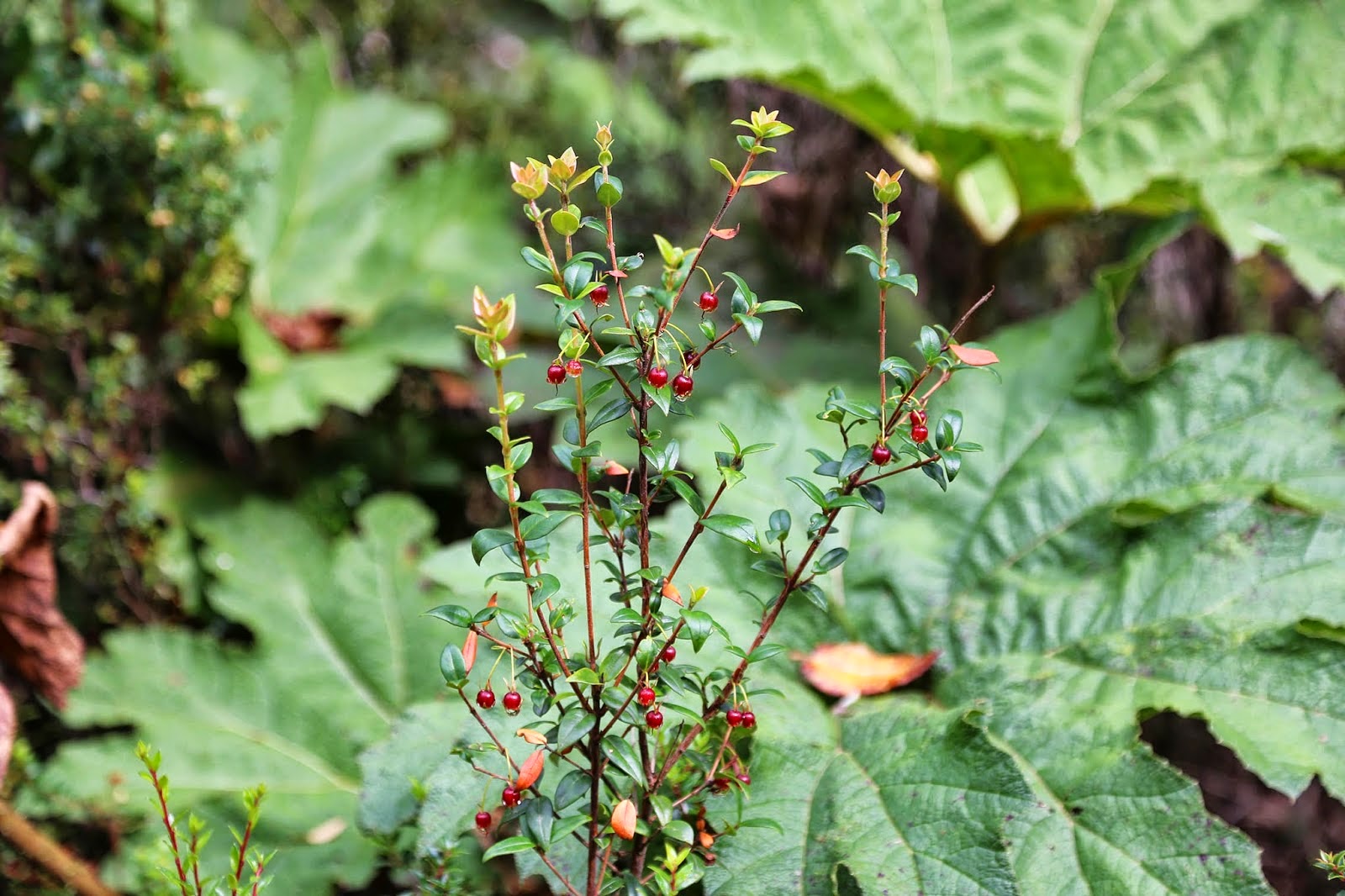 Penco: EL VINO CLARO Y BRILLANTE DE LAS MURTILLAS