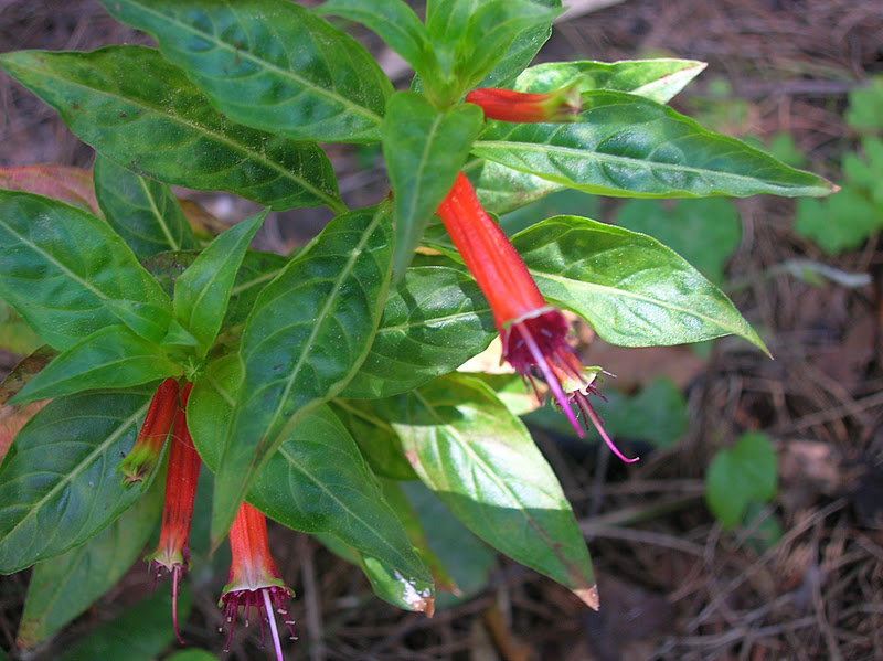 Recregarden: CUPHEA IGNEA