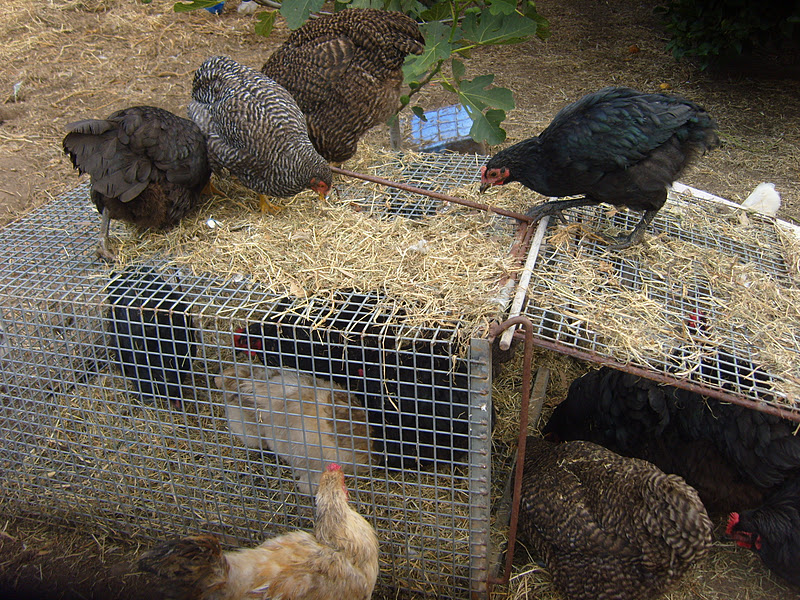 Barb'sBackyard: Fox Trap.