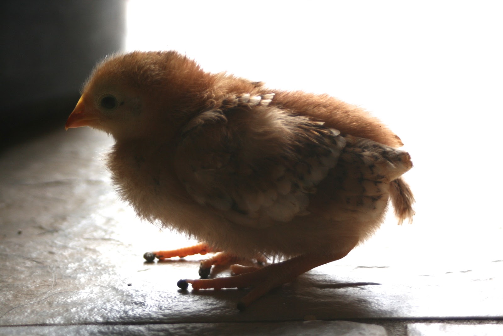 The Little Backyard Farm: Our new baby chicks arrived!