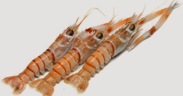 The Aquaculturists: 31/03/14: Scampi Plans