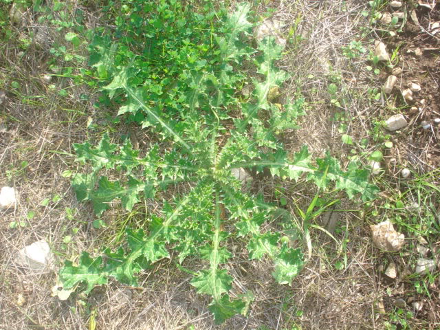 amicidellortodue: CARDI SELVATICI