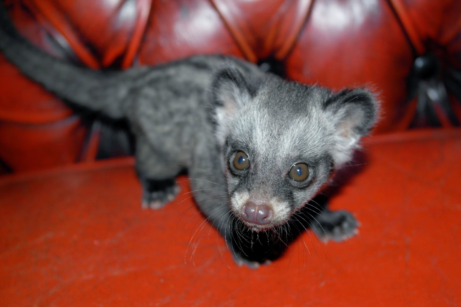Cara Memandikan Bayi Musang | Drh. Fira Sovica