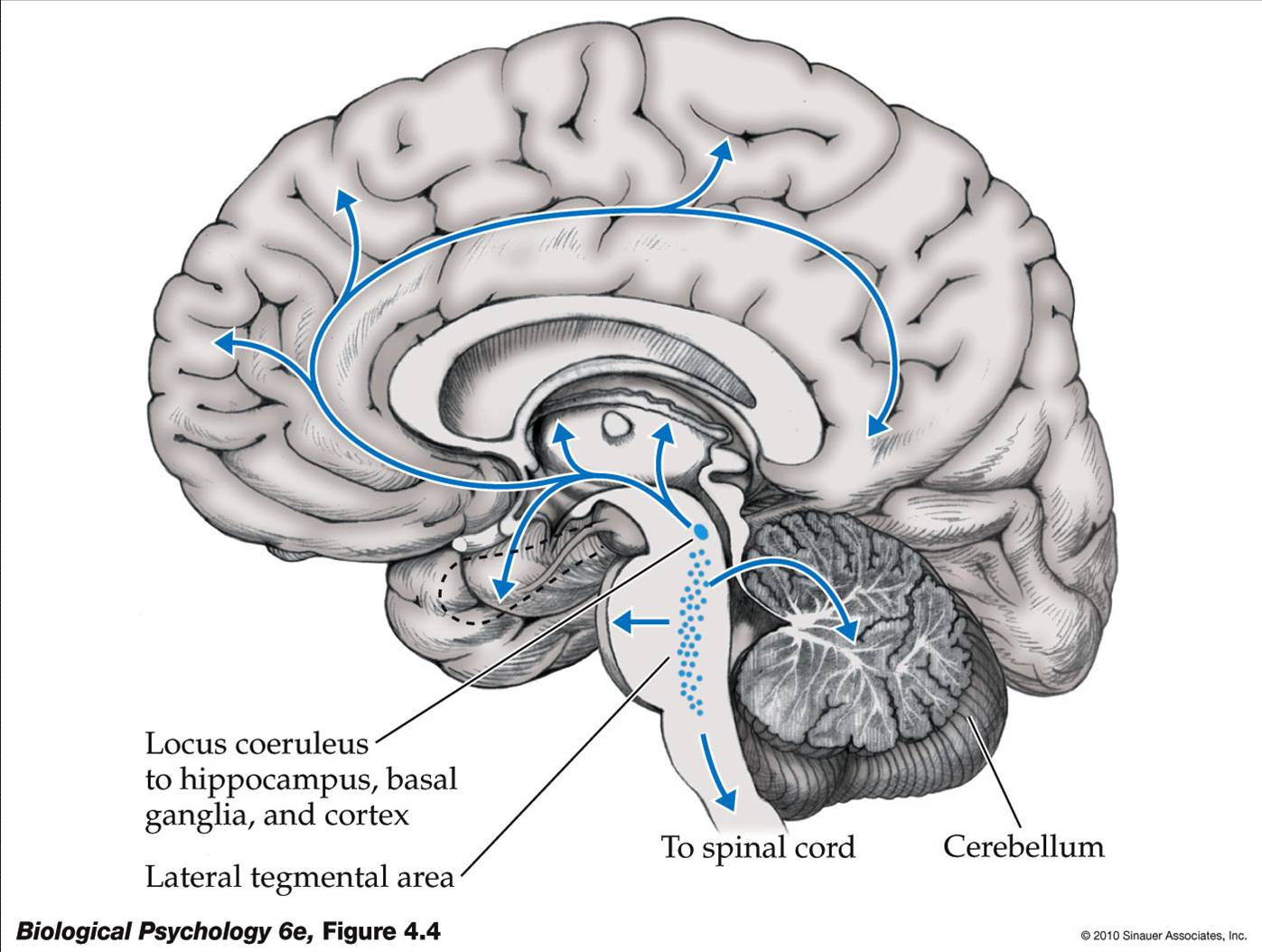 Noradrenergic Pathways: most important -- locus coeruleus of the dorsal ...