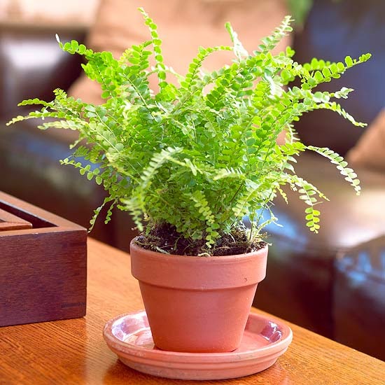 Eye For Design: Decorate With Fern Decor For Trendy Interiors