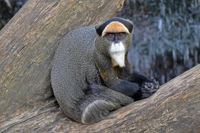 Brazza monkey | The Life of Animals