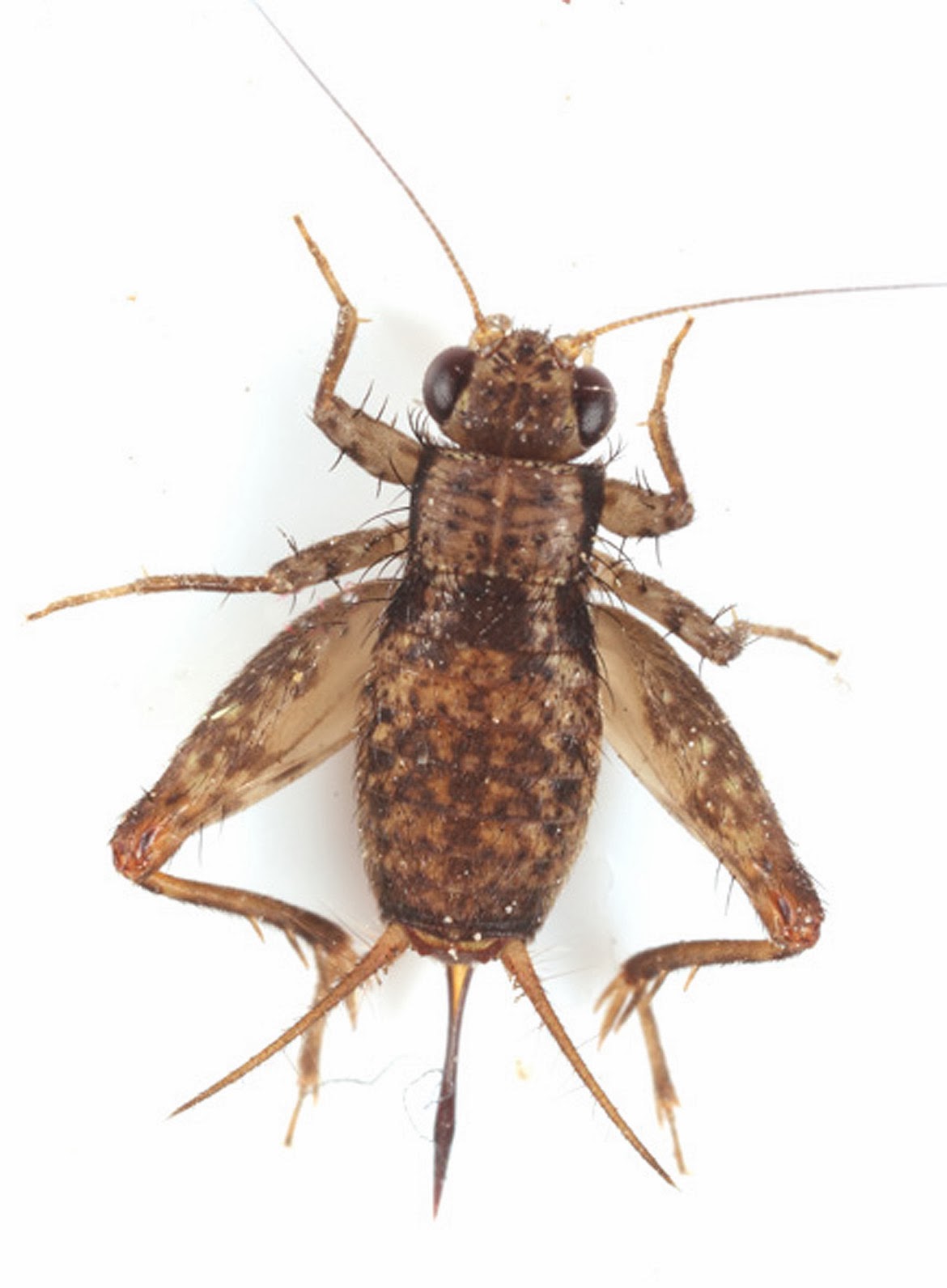 BunyipCo: January 2014