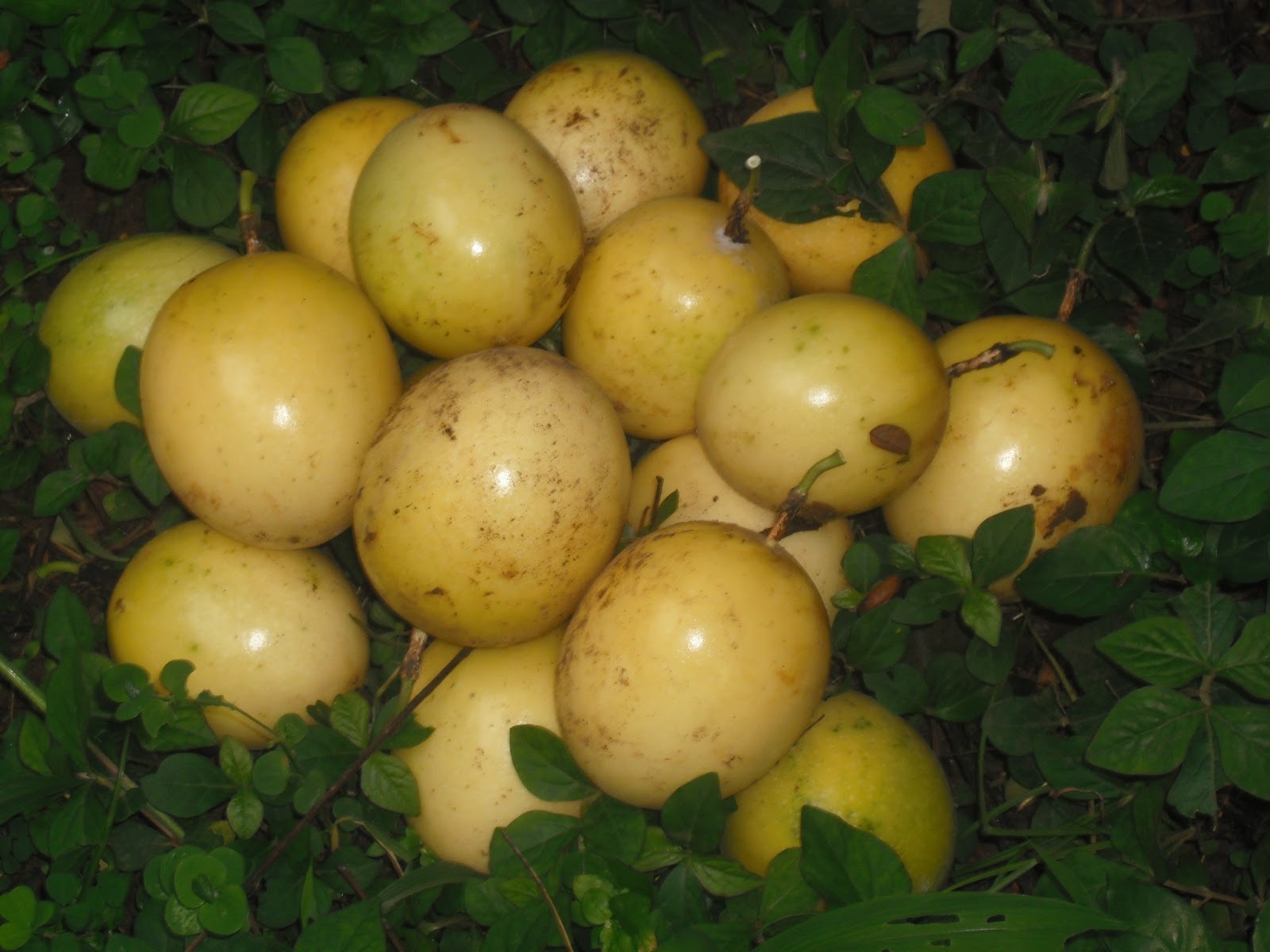 Bubur Buah Markisa/ Passion fruit Pulp Center : Product