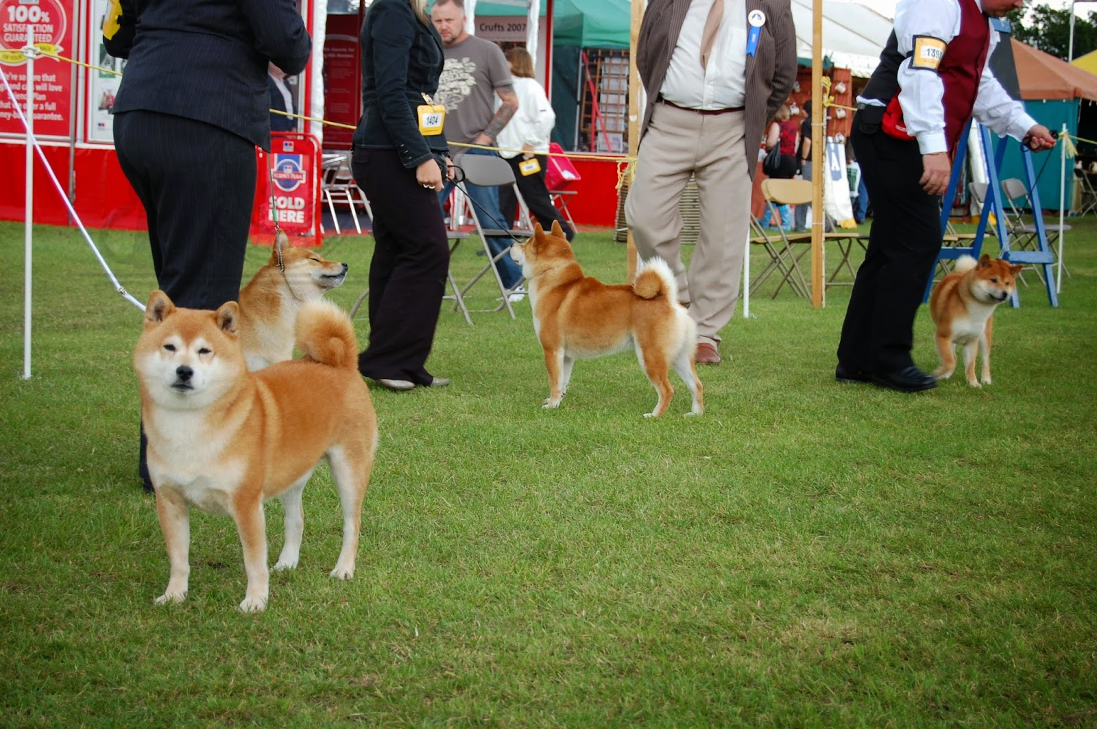 Kelley's Dog Blog: D -- Dress the Part