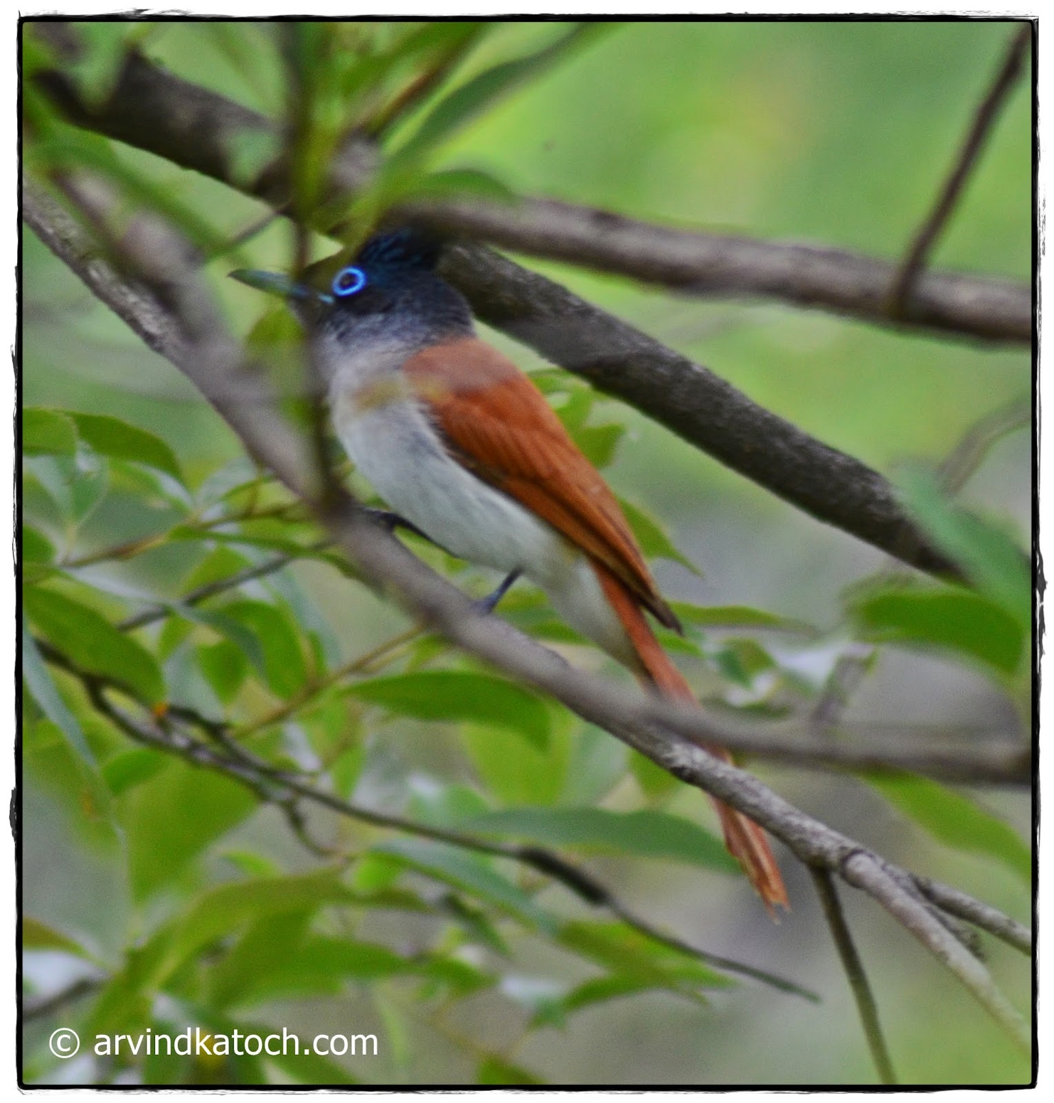 Asian Paradise Flycatcher Pictures and Detail (A bird from the Paradise ...