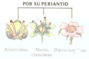 BLOG PARA MAESTROS Y ESTUDIANTES: Partes de la Planta: La Flor