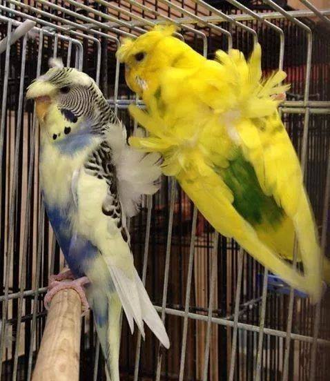 Birds of Love Badji: Hagoromo Budgies