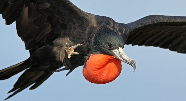 El ojo del buitre: Aves - Fragata (Fregata ariel)