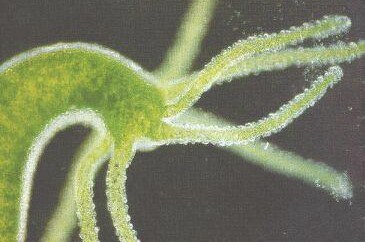 Hydras (coelenterates) | Facts About All