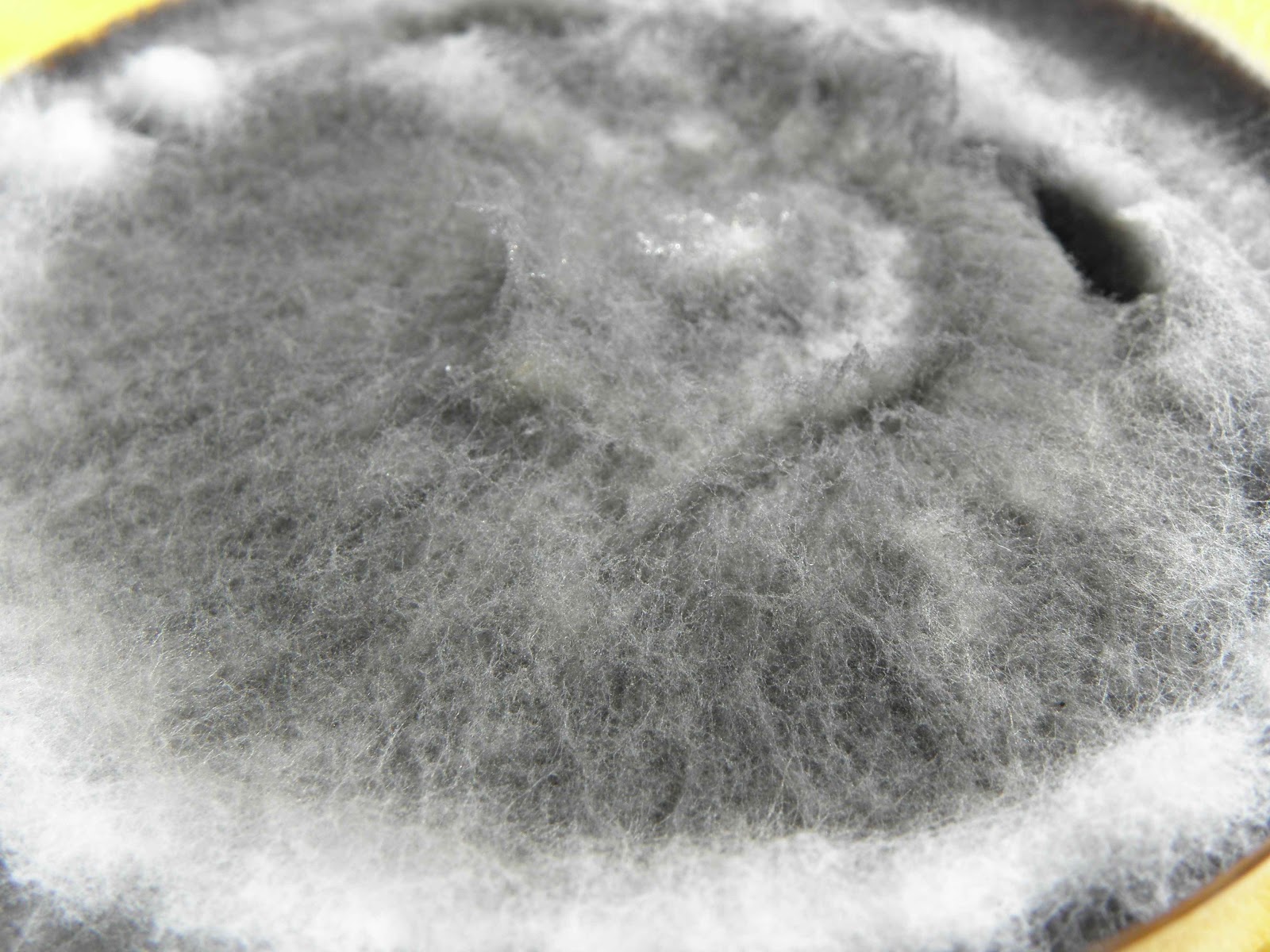 ATLAS MICOLOGIA: SCYTALIDIUM DIMIDIATUM (Neoscytalidium dimidiatum)