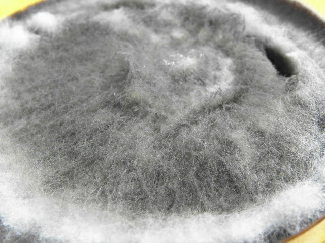 ATLAS MICOLOGIA: SCYTALIDIUM DIMIDIATUM (Neoscytalidium dimidiatum)