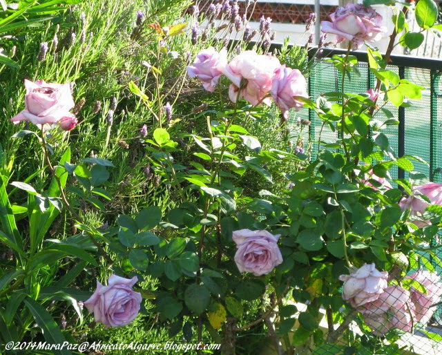 Africa to Algarve: Garden Bloggers' Bloom Day - May 2014