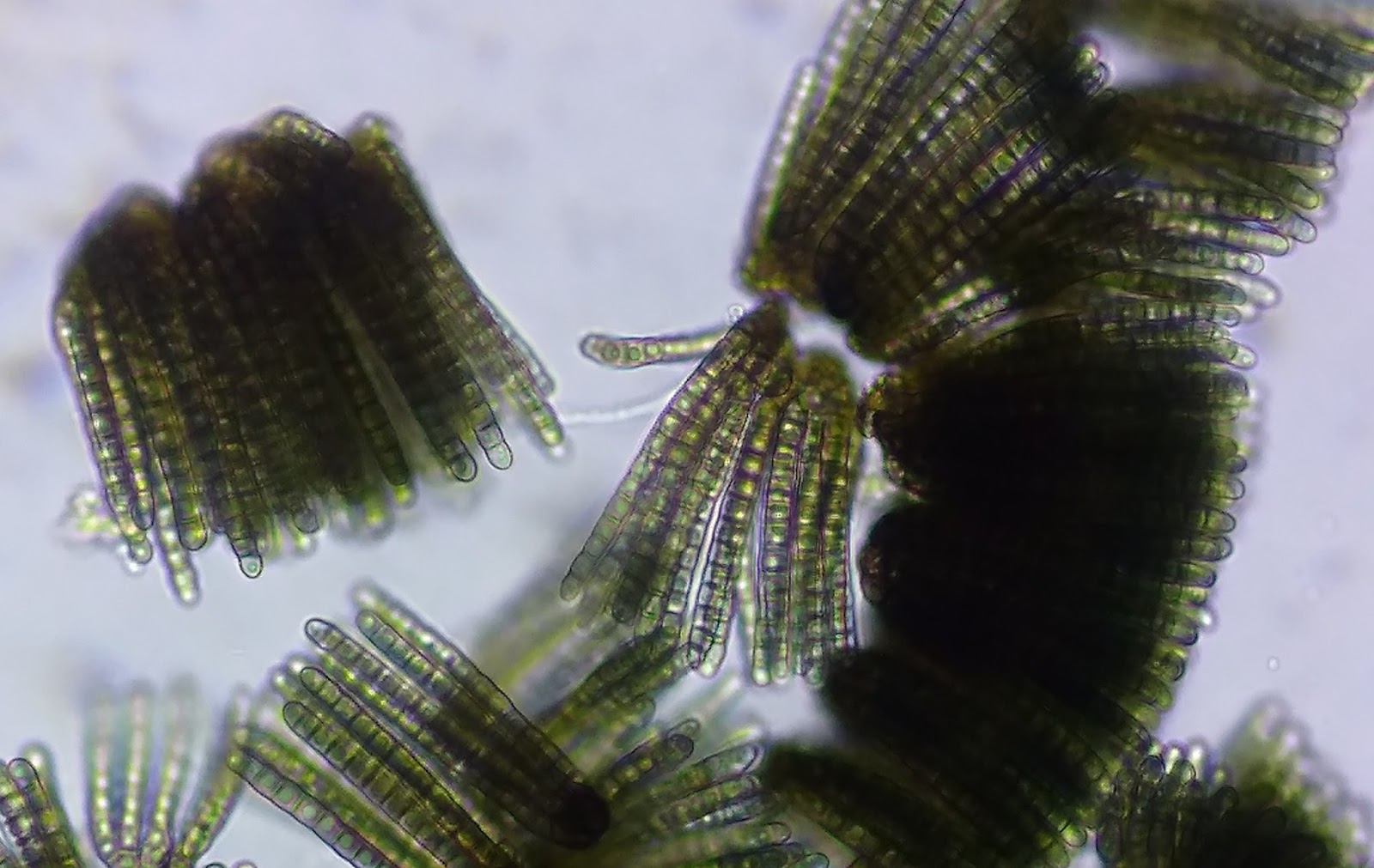 Myco Magic: Dematiaceous hyphomycetes