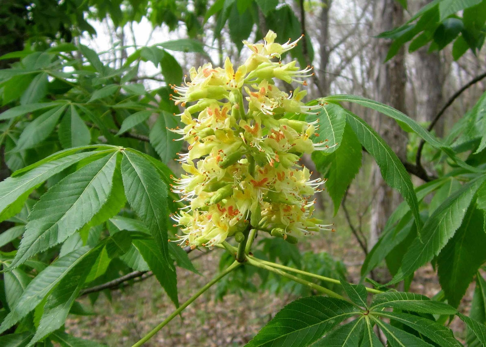 Second-Growth Timber: Western Buckeye