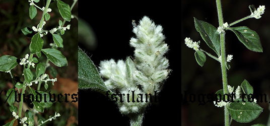 Biodiversity of Sri Lanka: පොල් පලා/පොල් කුඩු පලා[Pol-Kudu Pala, Pol ...