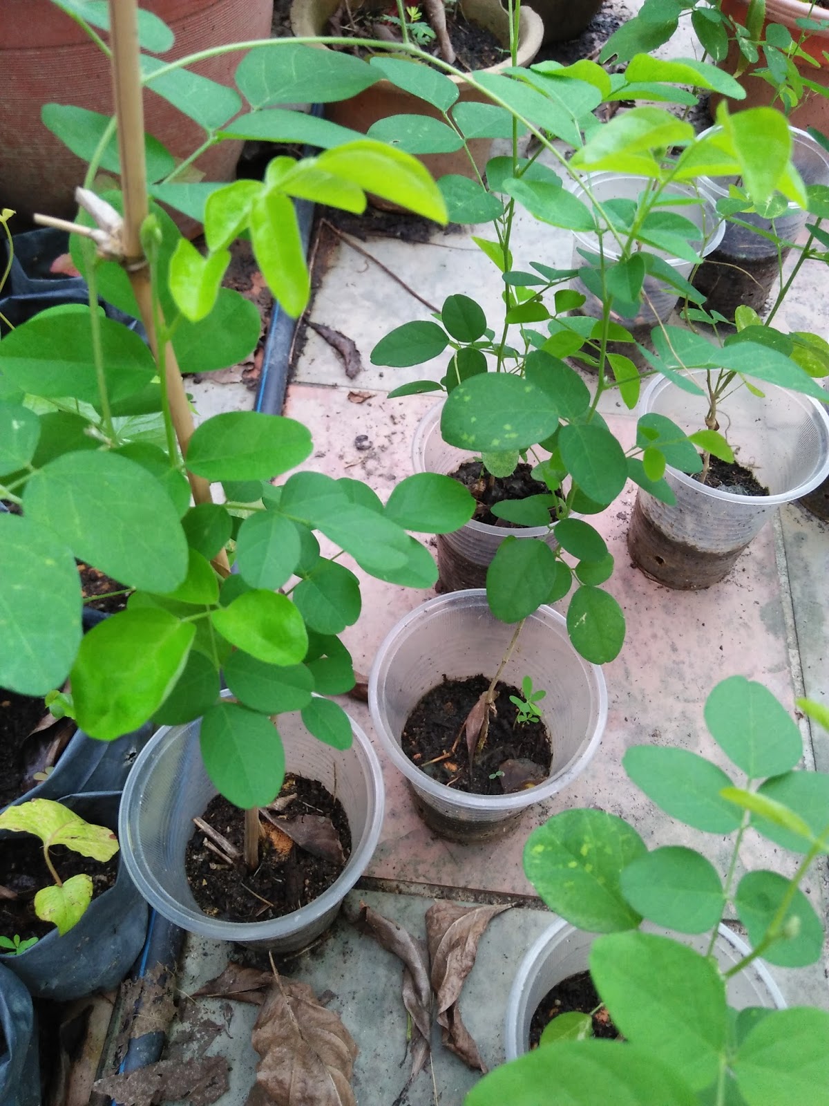 Fuziah Sulaiman blog: Jom kenali flora BUNGA TELANG di Laman 1A : Laman ...