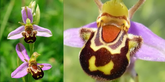 10 Bunga Cantik Berbentuk Unik dan Aneh