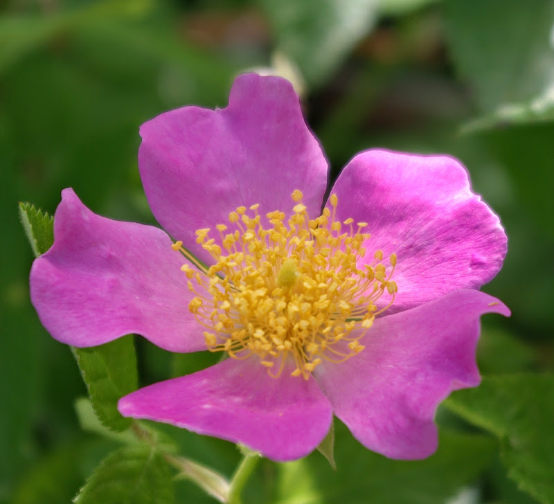 sweetbay: Prairie rose
