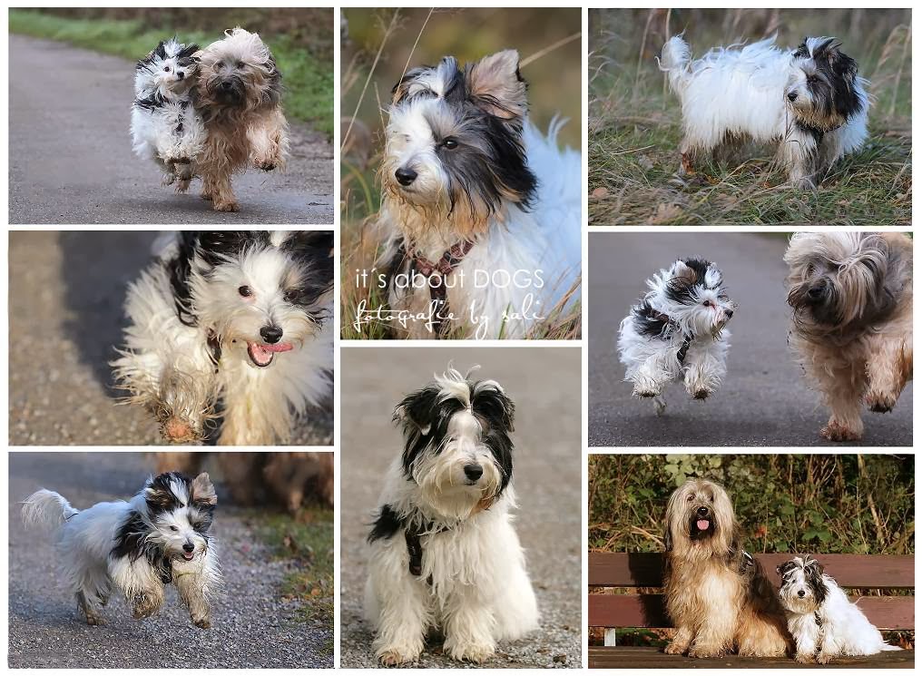 über LOTTA - ABOUT DOGS AND CHIRU [Hundeblog]