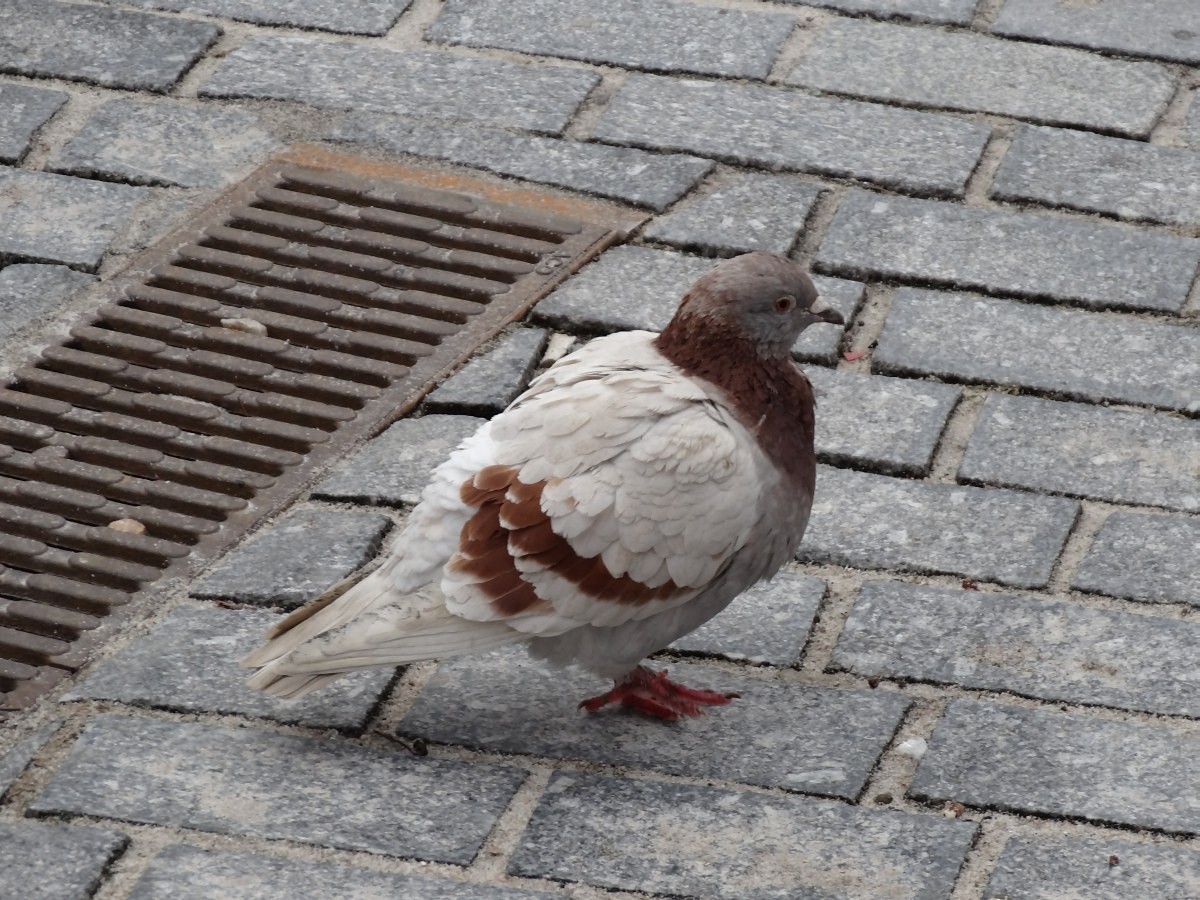 Gołębie serce to tradycja - Sienkiewka