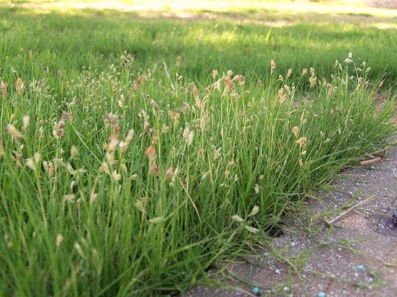 JeffCo Master Gardeners: Buffalo Grass Lawn by Carol King JeffCo Master Gardeners: Buffalo Grass Lawn by Carol King