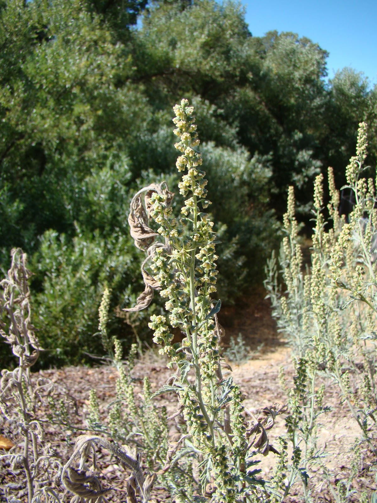 Leaves of Plants: Ambrosia artemisiifolia