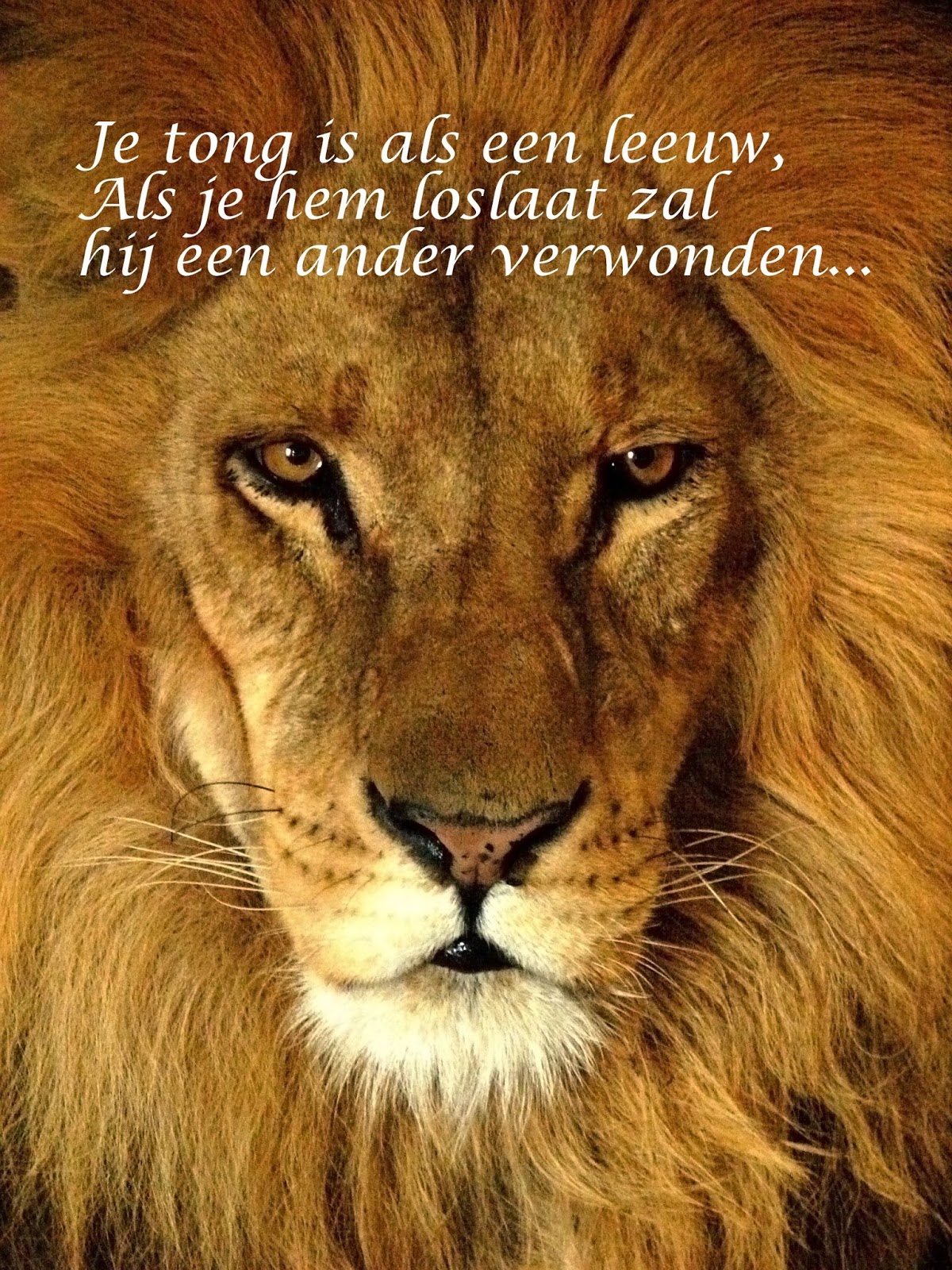 Citaten en Wijze Woorden uit de Islam: Je tong is als een leeuw