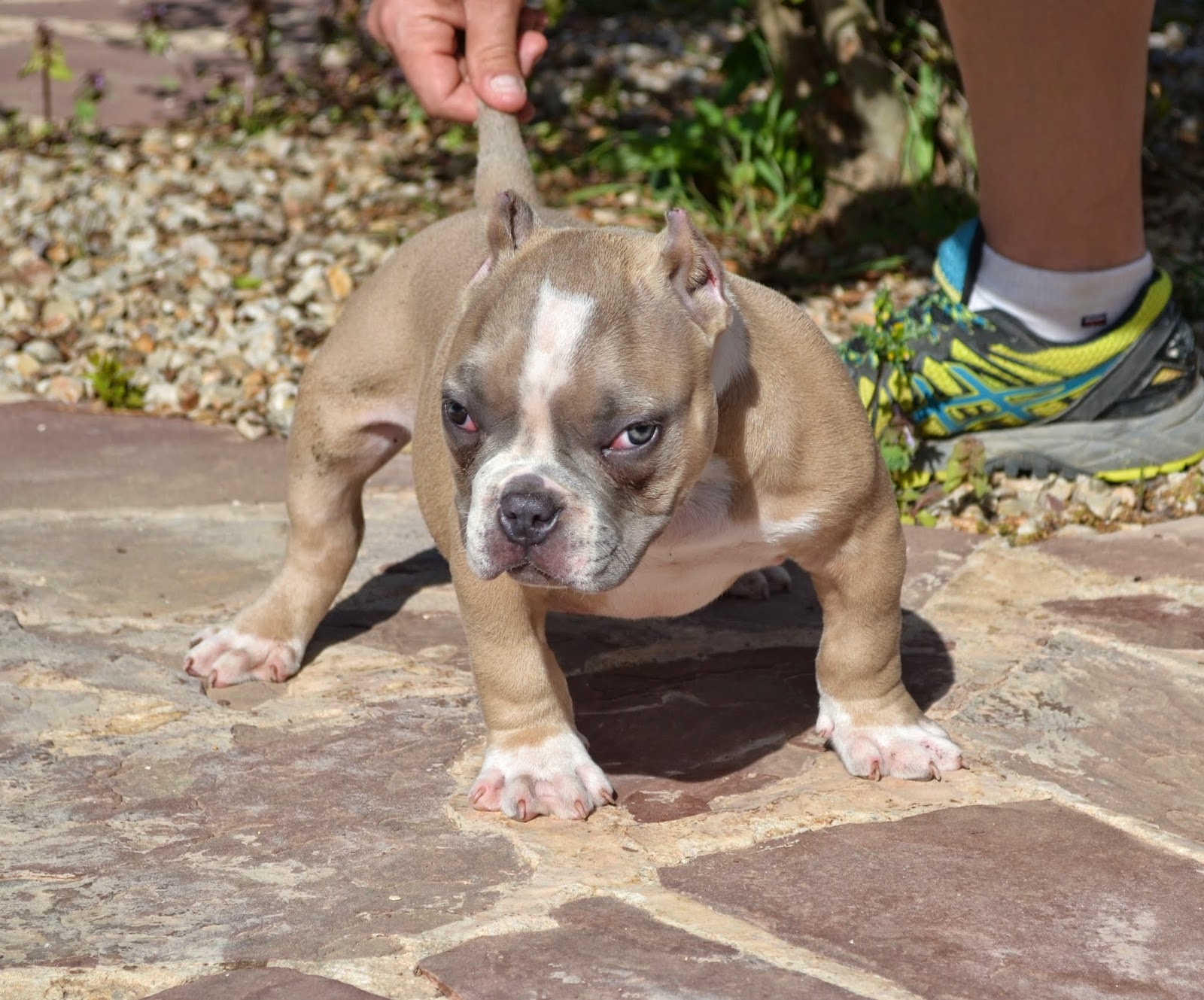 Cria y Seleccion del American Bully: Producciones