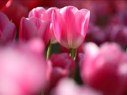 GAMBAR BUNGA: BUNGA TULIP
