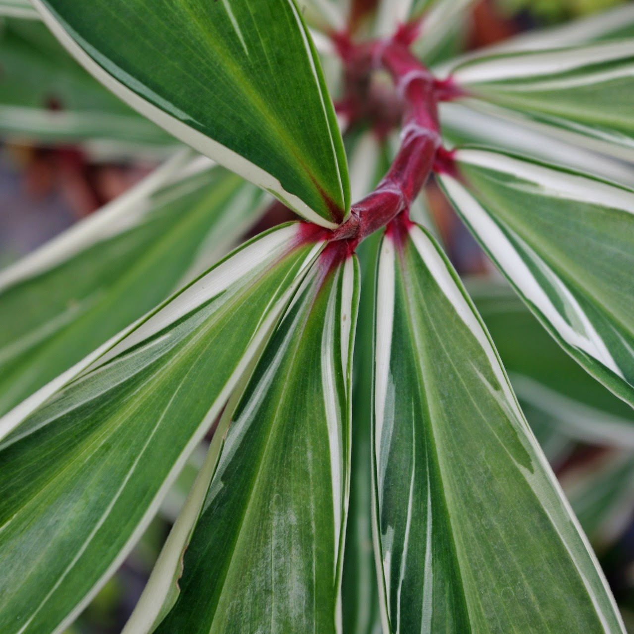 PlantWerkz: Crepe Ginger - Variegated Cheilocostus Speciosus