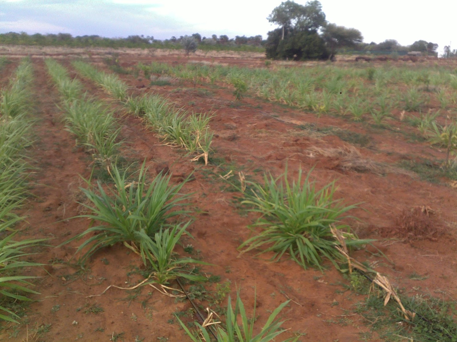 Techie2Aggie: Food security for Goats & Sheep with CO4, Agathi