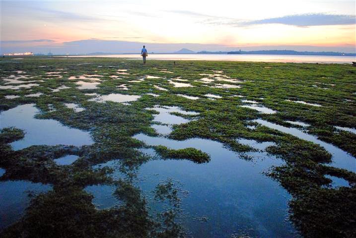 God's wonderful creation: The 'S' encounters at Chek Jawa