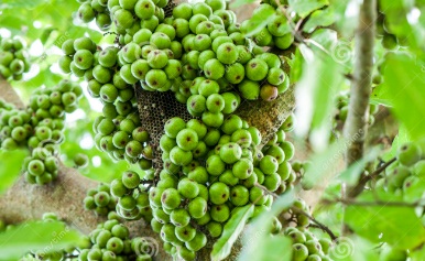 Bonsai Loa - Pohon Lo Yang Berpotensi Juara