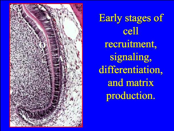 Dentistry lectures for MFDS/MJDF/NBDE/ORE: A Note On Tooth Development ...