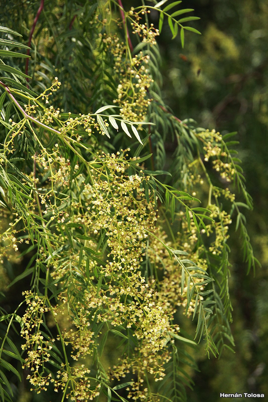 Flora Bonaerense: Aguaribay (Schinus areira)