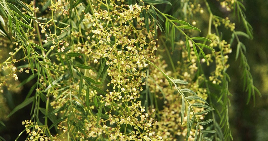 Flora Bonaerense: Aguaribay (Schinus areira)