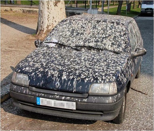 What color car do birds poop on most? - Facts Store