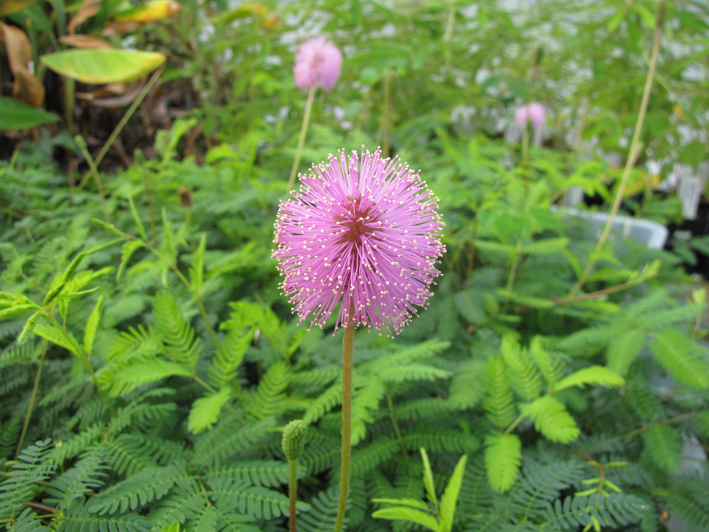 Musings of a Biologist and Dog Lover: Crazy Plants: Sensitive Plant