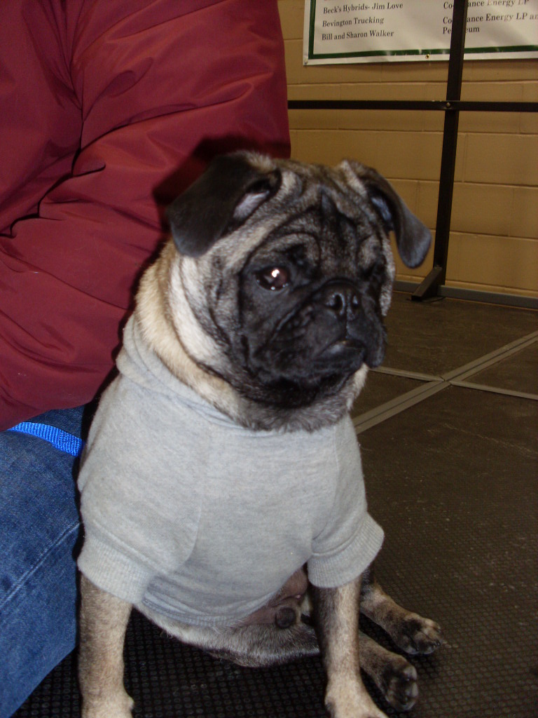 Apollo - The Adventure Pug: KPR's "March in the Pugs" Event