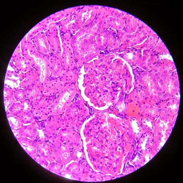 rahmadianqa: Preparat Histologi